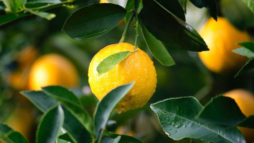 Természetes csodaszerek puffadás ellen