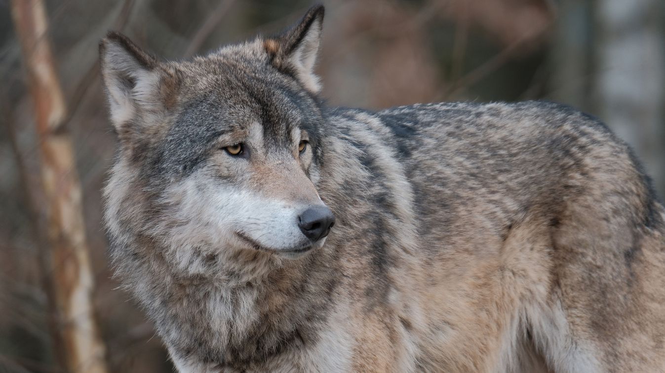 Szürke farkas kóborolhat Budapest környékén